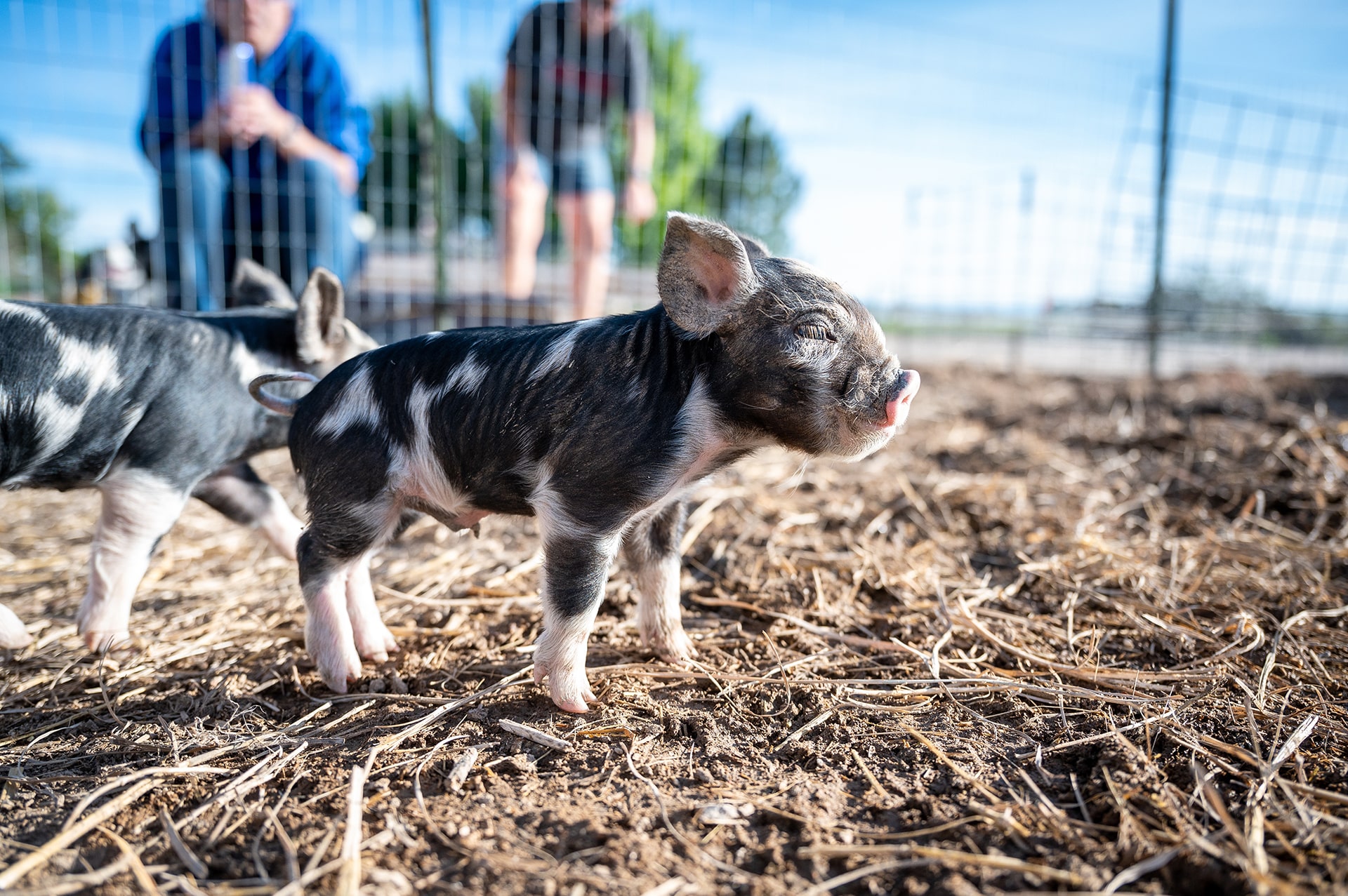 Piglets Nursery – www.behindthebigtop.com